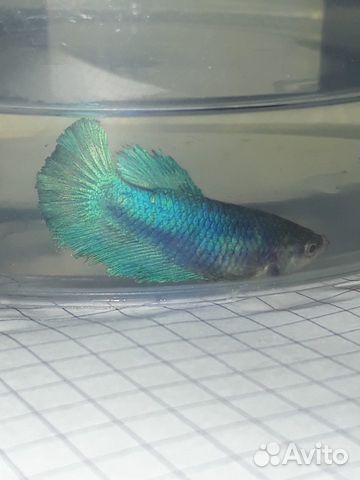 Бетта / петушок рыбки аквариумные