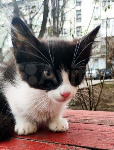 Великолепный Маффин дарит любовь