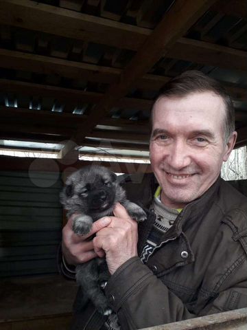 Охотничьи щенки лайки. От родителей с хорошими пок
