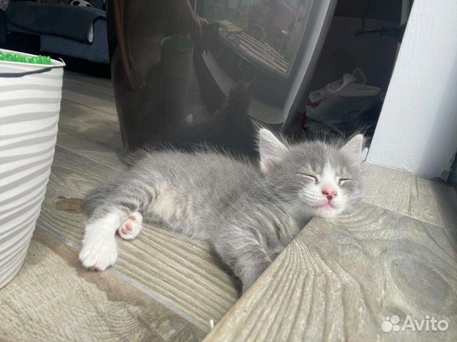Котята в дар