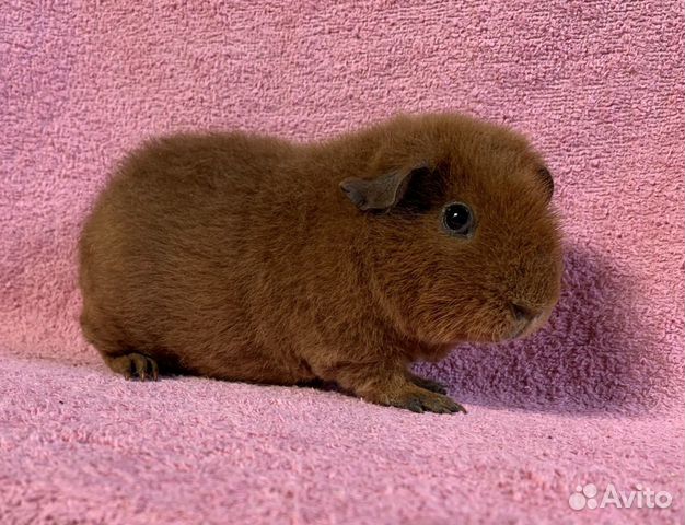 Морские свинки Тедди, мальчики