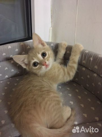 Левка ищет дом