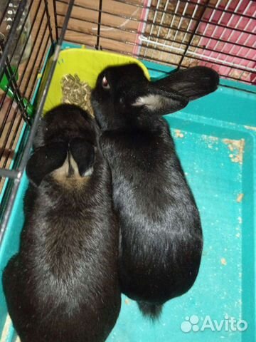 Продаются 2 декоративных кролика