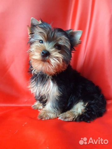 Девченочка