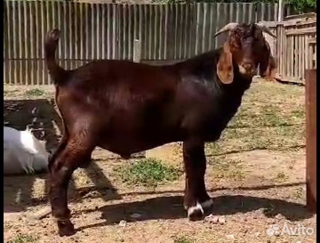 Вязка козел