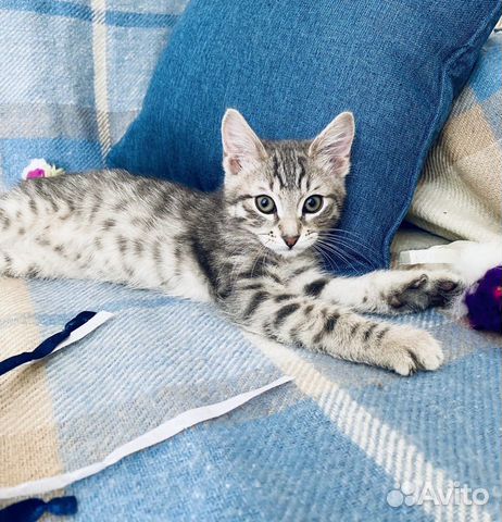 Котёнок Митенька ищет дом