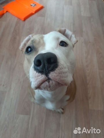 Стаффордширский терьер вязка