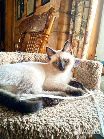 Котенок тайский