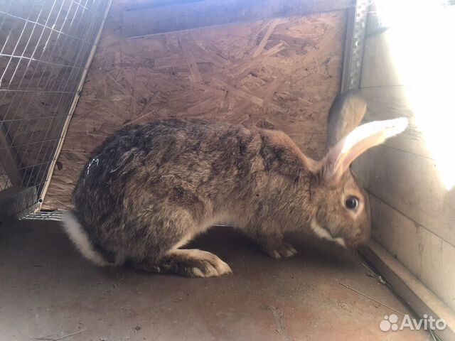 Кролик 5 месяцев