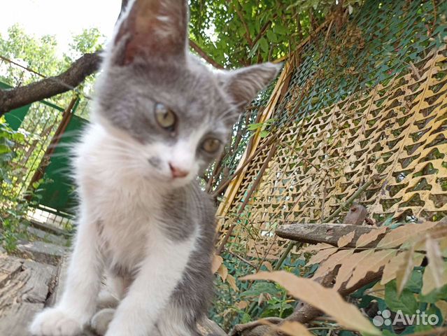 Котëнок