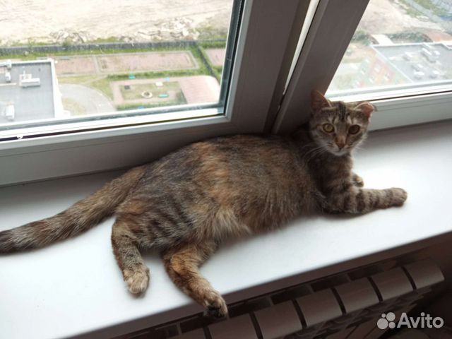 Кошечка ищет дом