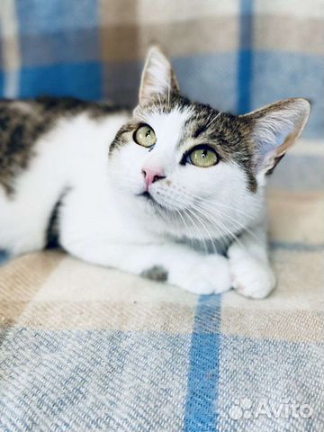 Космическая кошечка Мишель