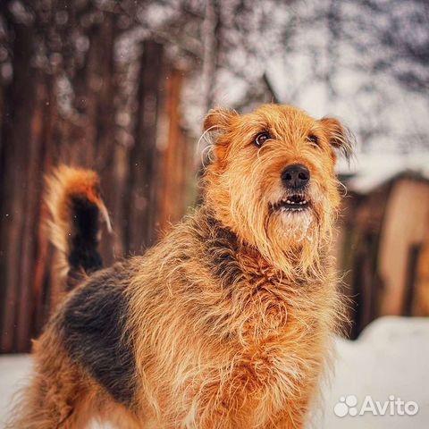 Собака в добрые руки