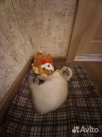 Шотландская кошечка