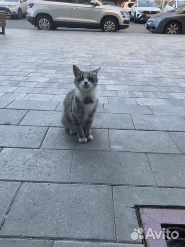 Кот молодой ишет дом