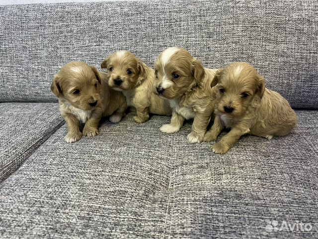 Мальтипу ф1 супер малыши к Новому году)