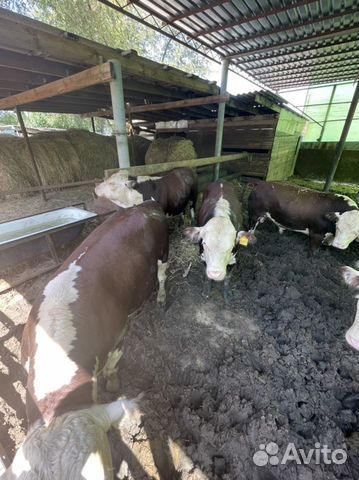 Быки живым весом