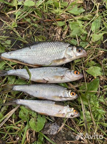 Мальки рыбы для пруда