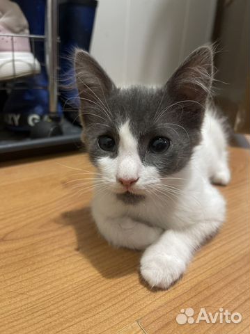 Лучший котенок специально для вас