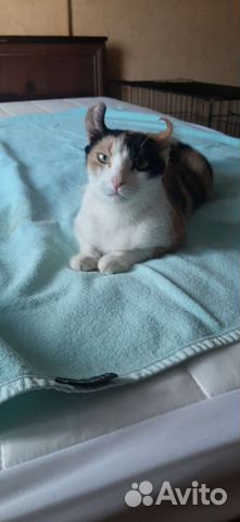 Ушастое чудо в добрые руки