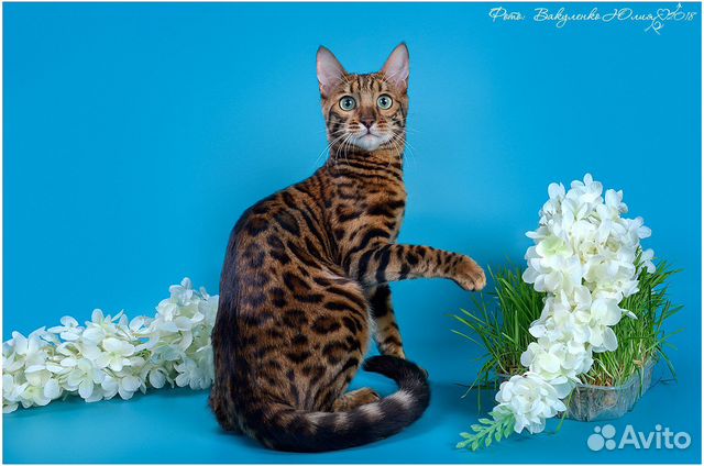 Бенгальская кошка в разведение