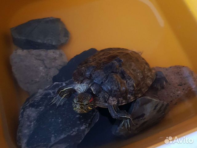 Красноухая черепаха