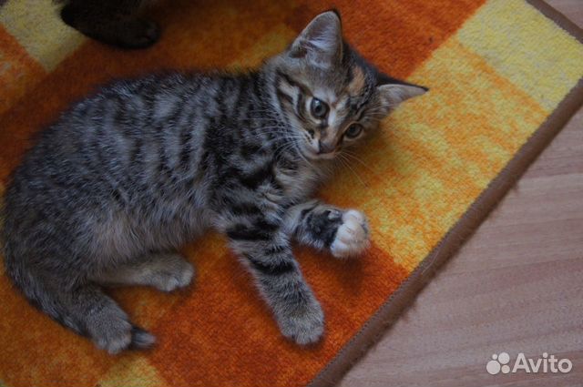 Кошечка-лапочка в добрые руки