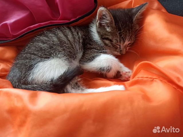 Котёнок (мальчик) 2 месяца (спасён)