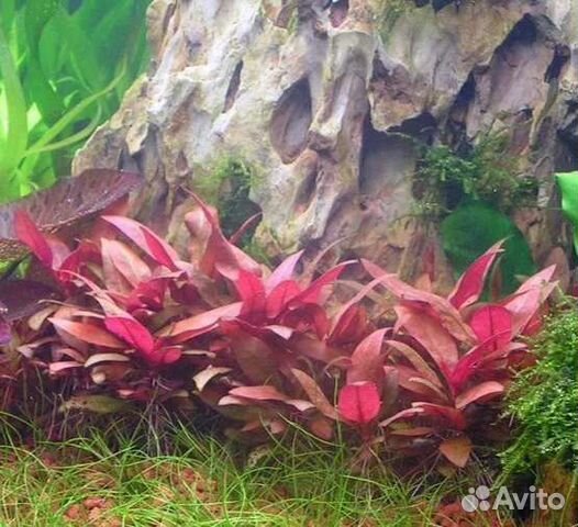 Альтернантера Рейнеке Мини