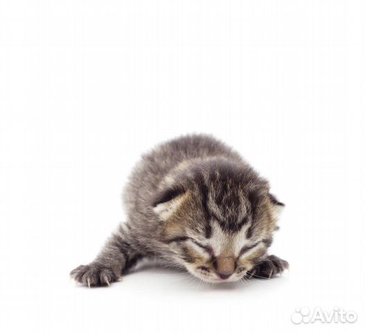Котенок, мальчик бесплатно