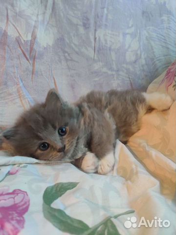Котенок британец+регдол