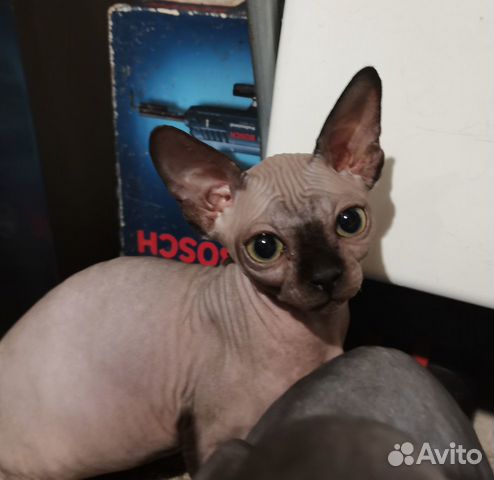 Мышка малышка