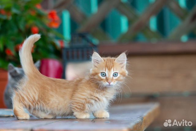 Манчкин котики