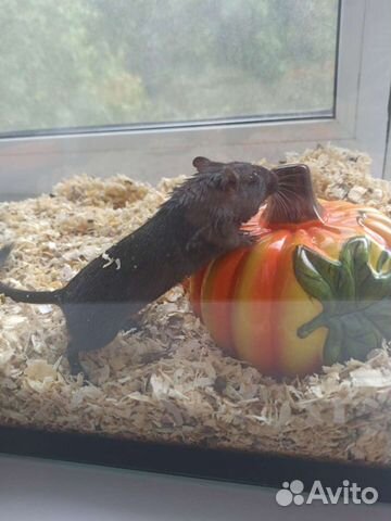 Мышь песчанка