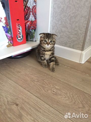 Шотландский вислоухий котик