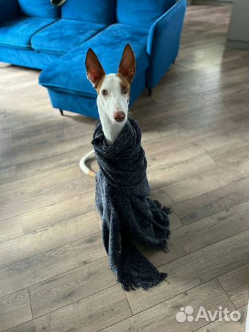 Щенки Поденко борзая