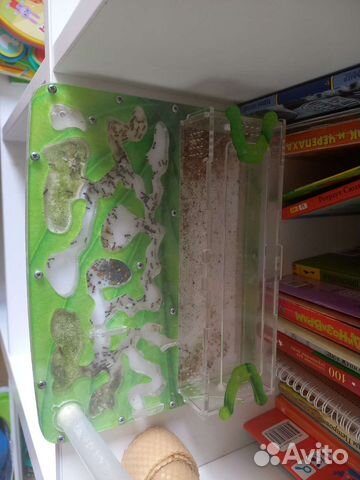 Муравьиная ферма с муравьями