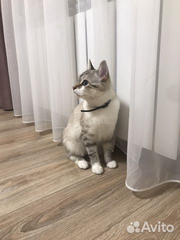 Котенок Буся