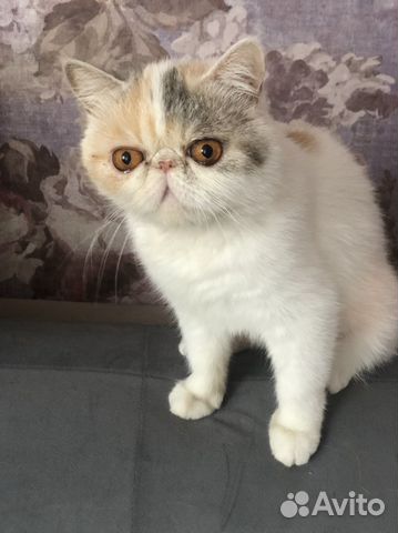 Экзотическая кошка