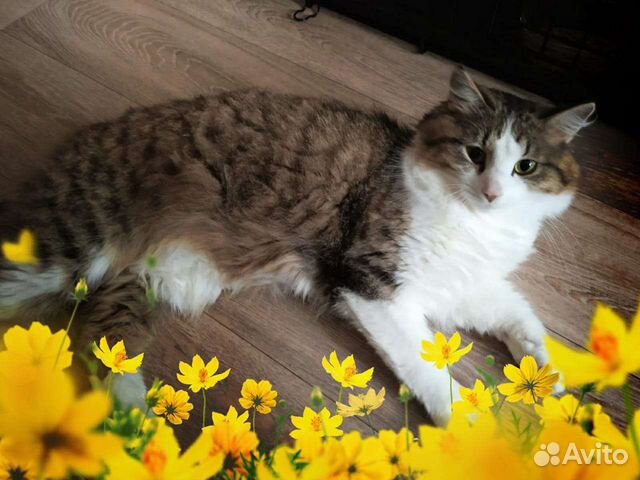 Кошка в дар бесплатно