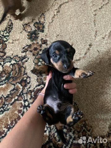 Щенки Таксы