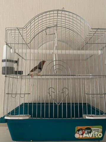 Отдам в добрые руки попугая