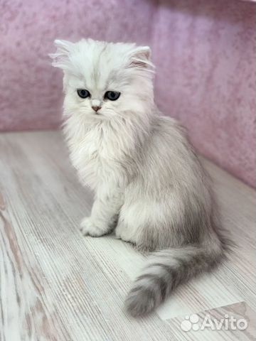 Котенок британский серебристая шиншилла
