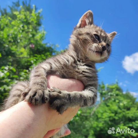 Кошка, 1.5 месяца, ласковая и добрая