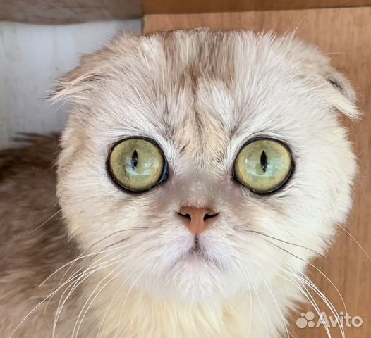 Чудо с огромными глазами для неравнодушных