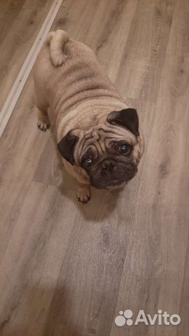 Мопс бесплатно