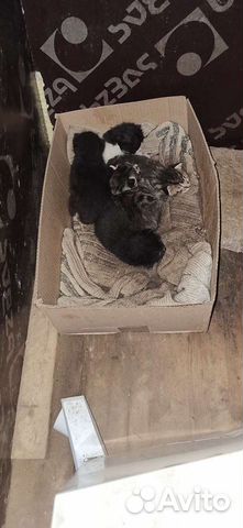 Котенок для тебя