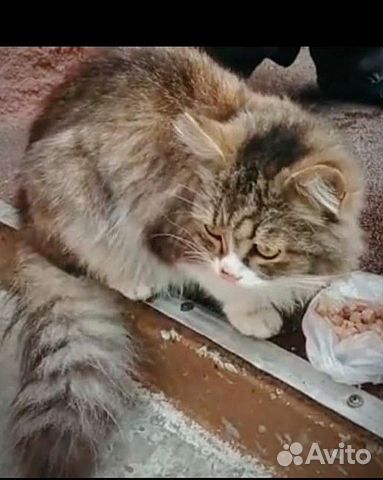 Кот 1,5 года пушистый кастрирован