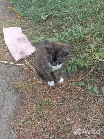 Котенок в дар