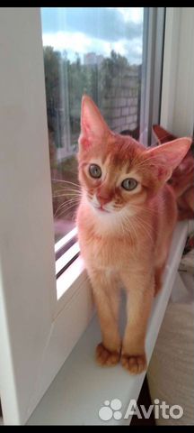 Абиссинский котёнок